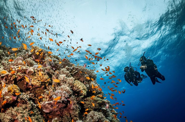 Discover The Red Sea With Deep South Divers In Marsa Alam